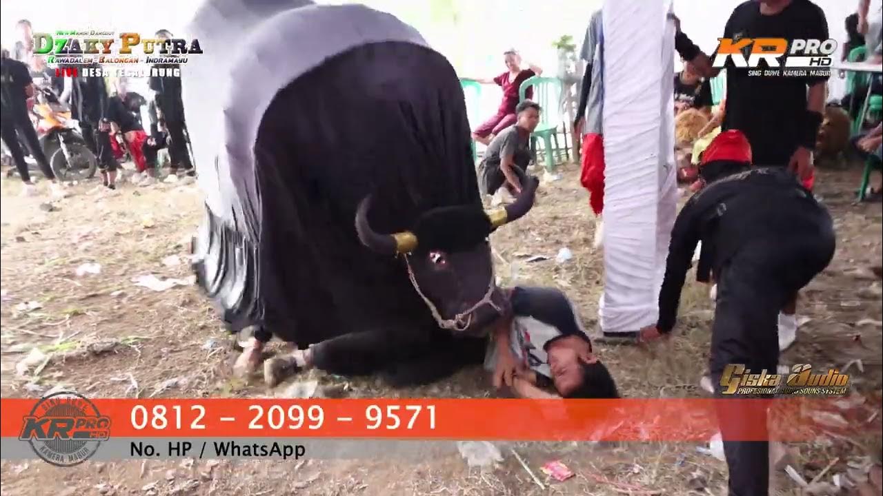 KEBO NGAMUK / MANUK DANGDUT / DZAKY PUTRA / EDISI SELASA 22 -11-22 / TEGALURUNG - YouTube