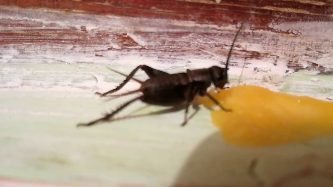 Ecuadorian Crickets Love Mango's! - YouTube