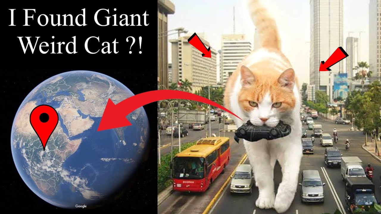I Found Giant Weird Cat on Google Maps and Google Earth in Real Life # ...