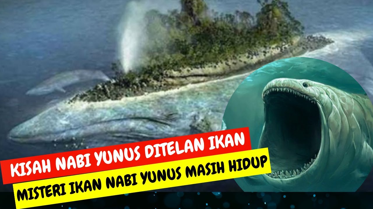 KISAH NABI YUNUS YANG DIMAKAN IKAN PAUS !! Penampakan Ikan Paus Nabi ...