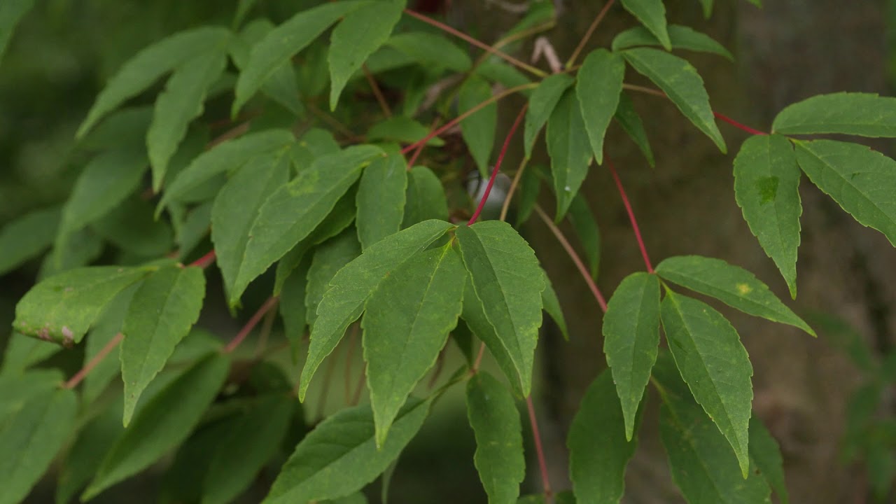 Acer mandshuricum - Manchurian Maple - YouTube