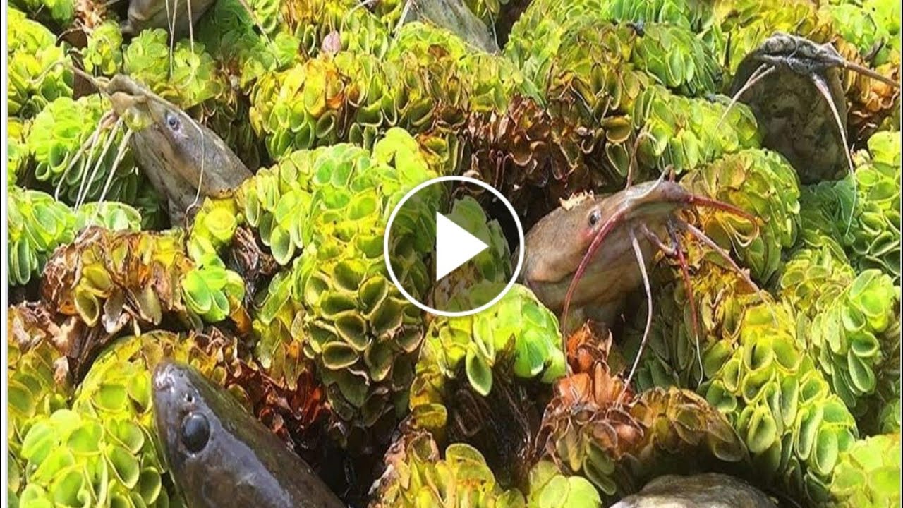 Collect Fish 🎏 Under Shallow Ditches || Easy Catch Fish - YouTube