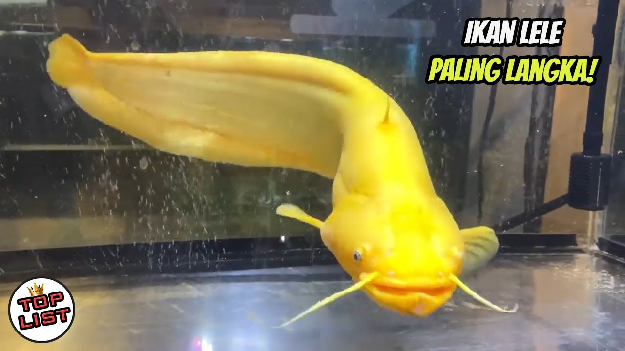 Beginilah Penampakan Lele Kuning Yang Dianggap Sebagai Lele Paling ...