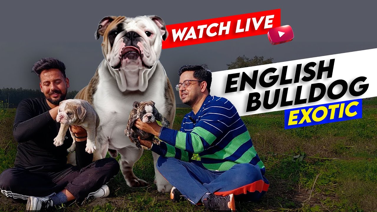 Meet the Unique English Bulldog Exotic Bloodline Puppies 😇 - YouTube
