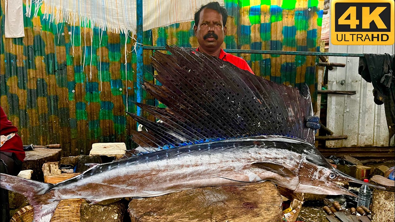 Mayil Kola fish cutting video/Fishcuttingrs #fishcuttingrs #kasimedu # ...