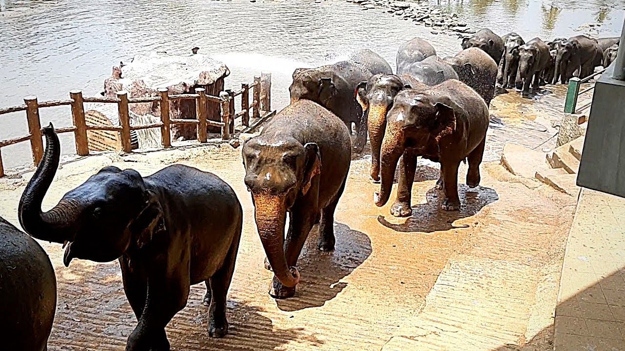 Pinnawala Elephant Orphanage Bathing Time