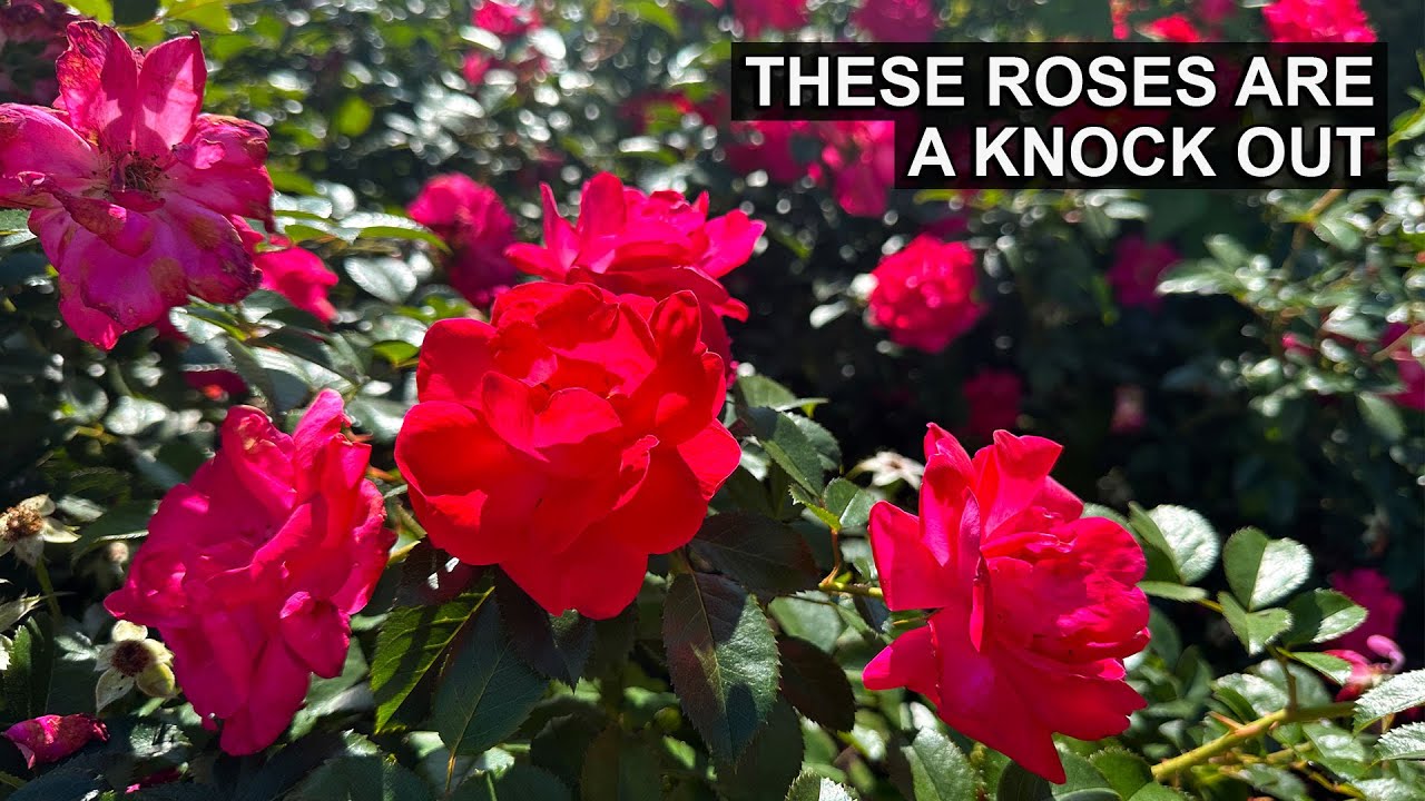 Knockout Rose Garden Plans 6 Perennial Companion Plants For Roses