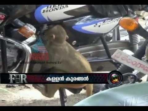 Monkey Robbing and Drinking Petrol from Motor Bikes - YouTube