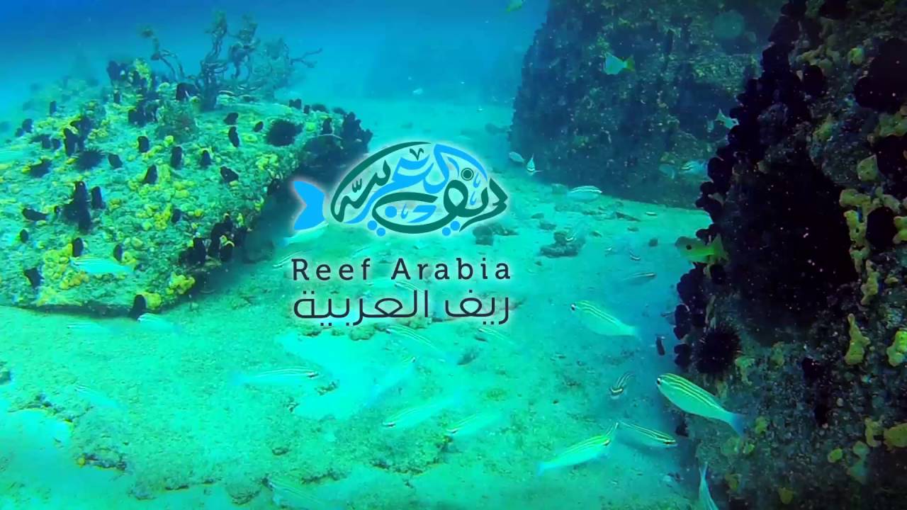 Reef Arabia Promo Video - YouTube