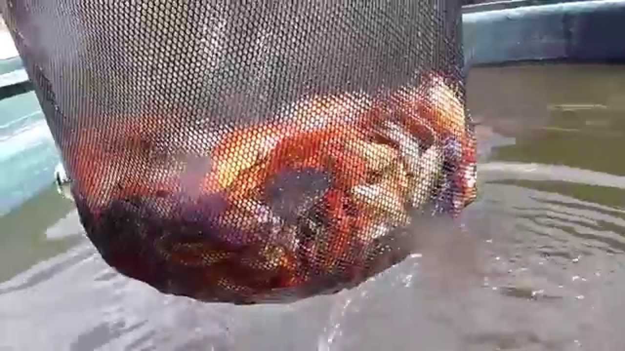 net full of gold fish - YouTube