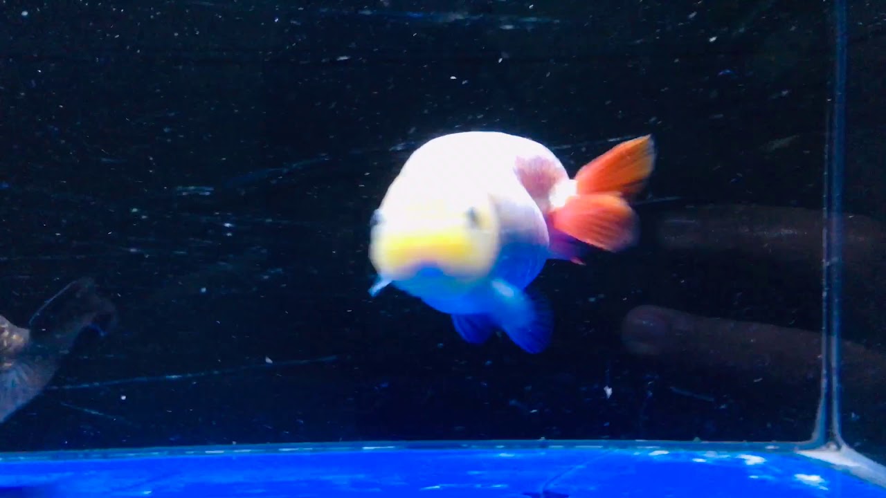 Dreads Fish Ranchu®️🇧🇷 - YouTube