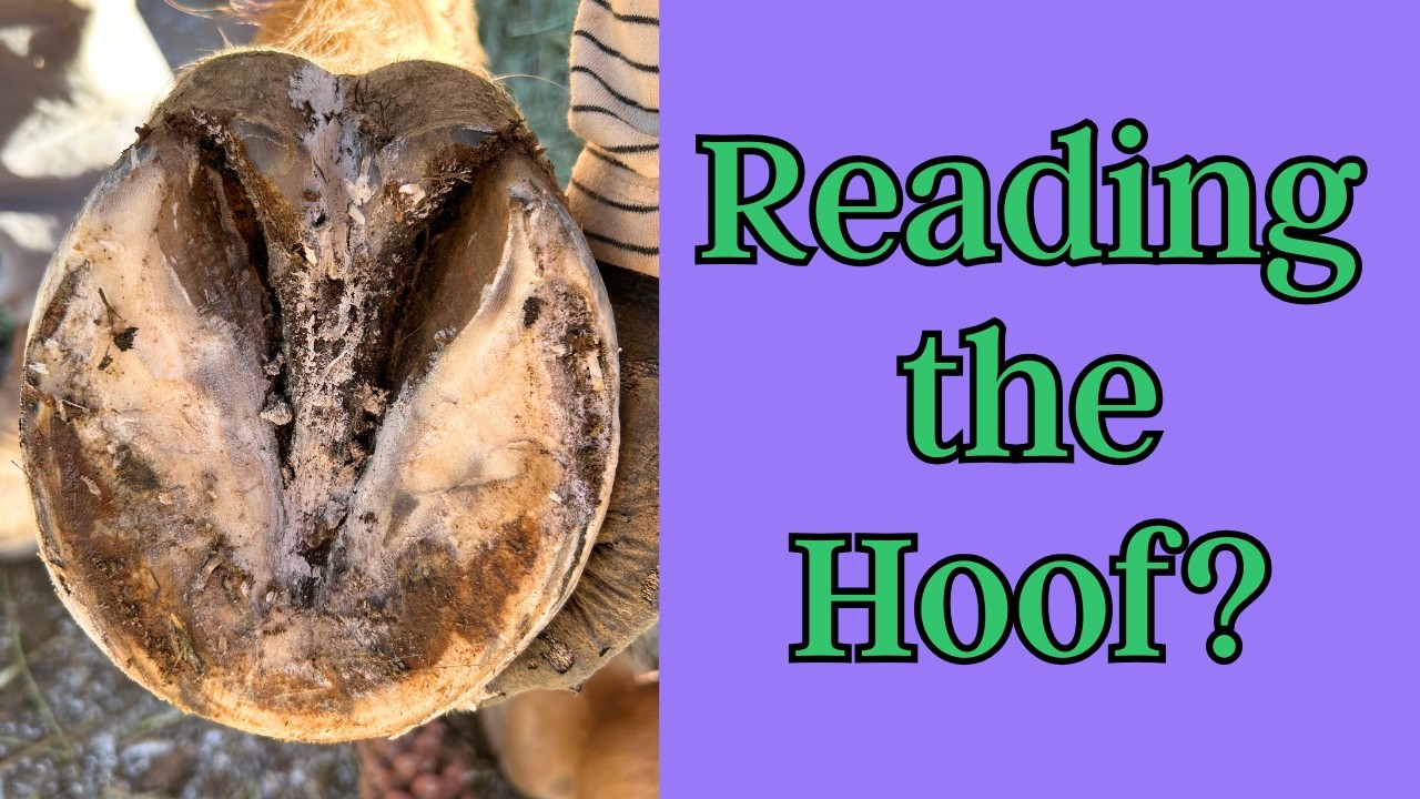 Horse Owners: WATCH THIS | Start to Finish Hoof Trim Explained - YouTube