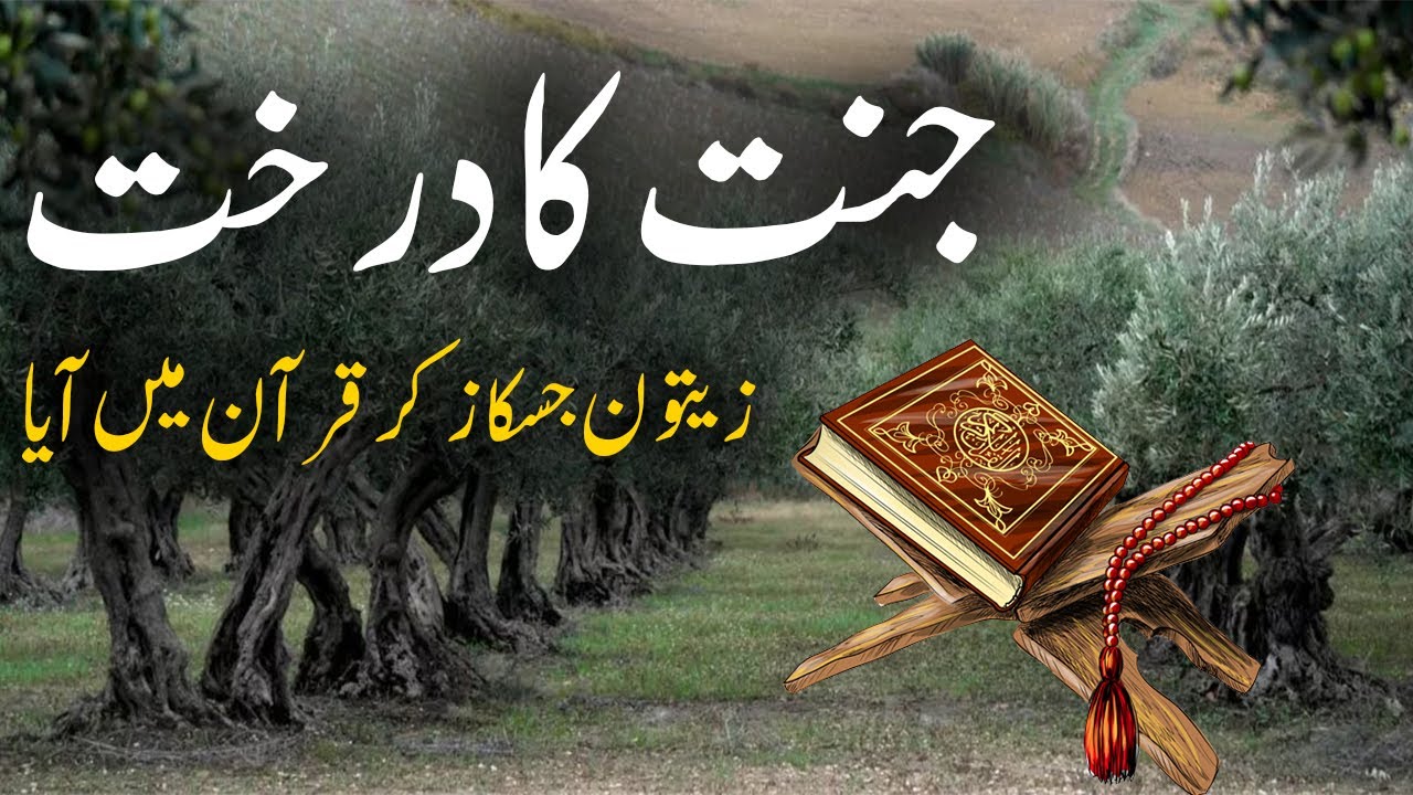 Jannat Ka Drakht | Tree Of Heaven | Zaitoon | Olive | Dastani Tv - YouTube