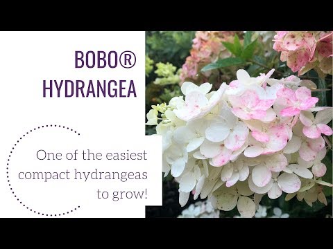 What Color Do Bobo Hydrangeas Bloom