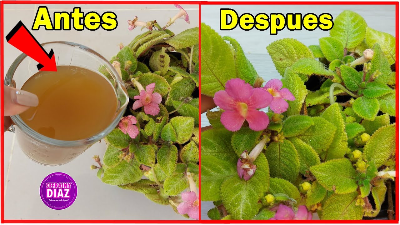 Agrega esto a tus plantas débiles y quemadas por el sol y mira lo que ...