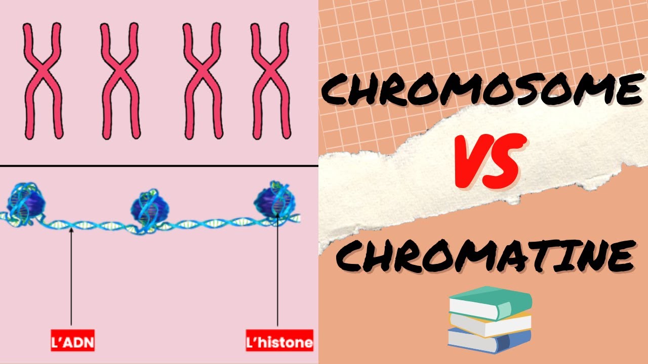 La Différence Entre Chromatine Et Chromosome Youtube