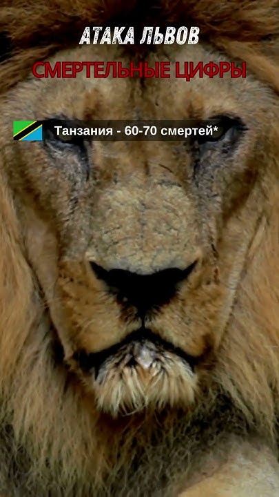 Статистика смертельных нападений львов Facts Youtube