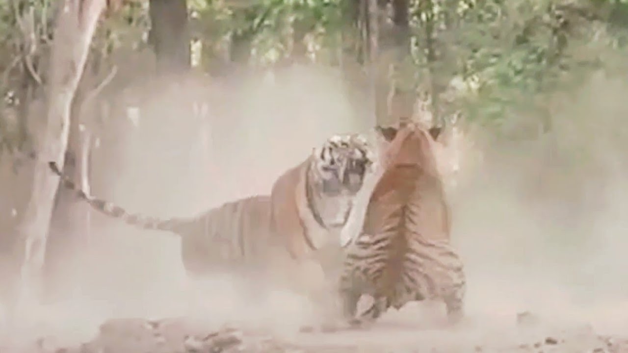 Kanha Male Tigers Fighting for Female Tigress - YouTube