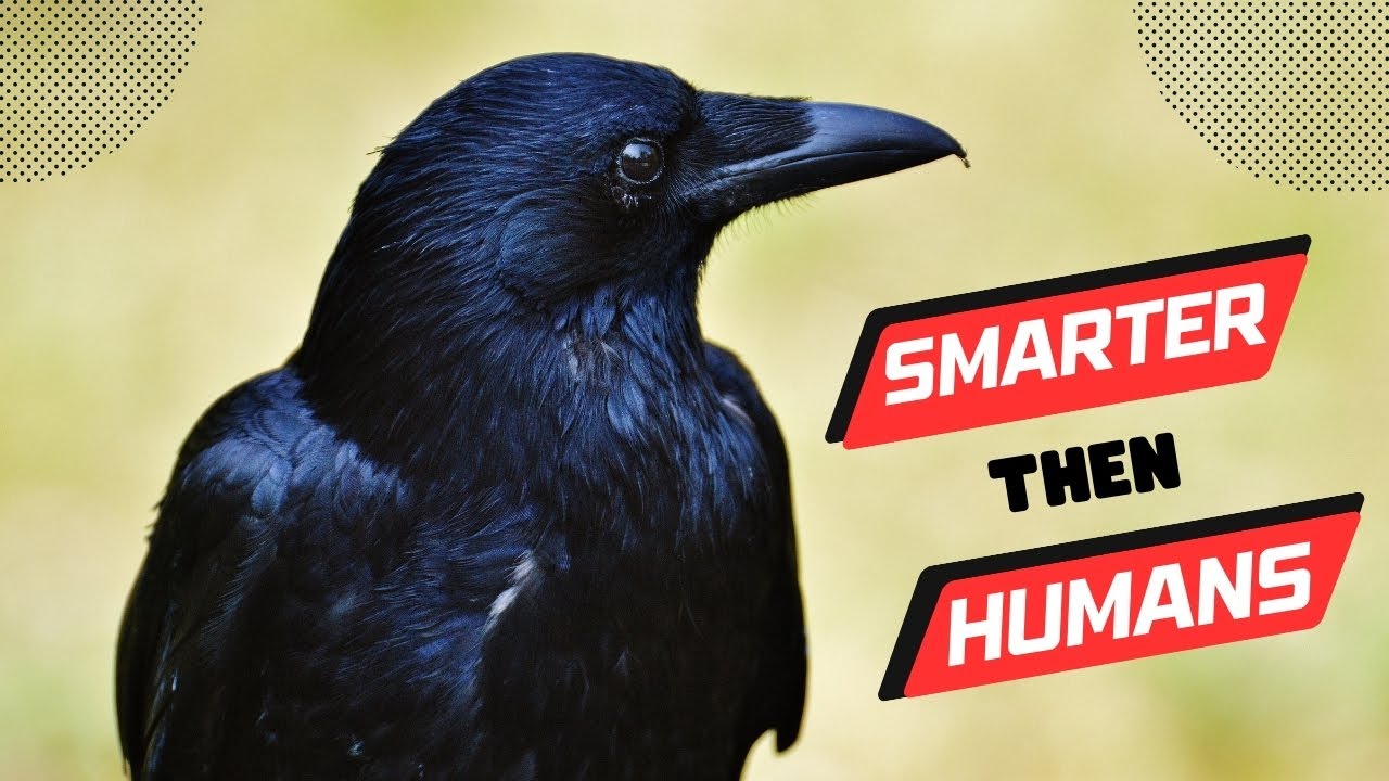 The Mind-Blowing Problem-Solving Skills of Crows - YouTube