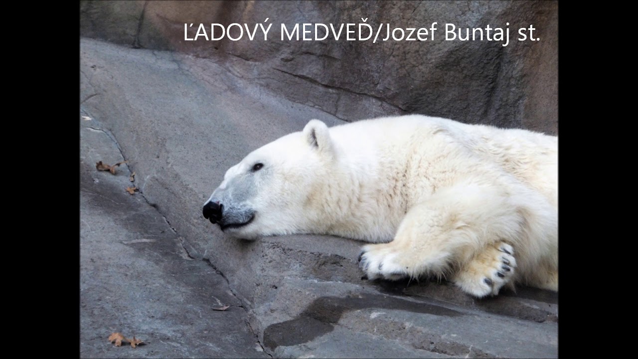 Ľadový Medveď - YouTube