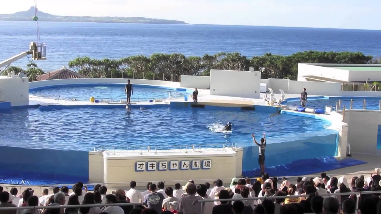 Okinawa Churaumi Aquarium Dolphin Show - YouTube