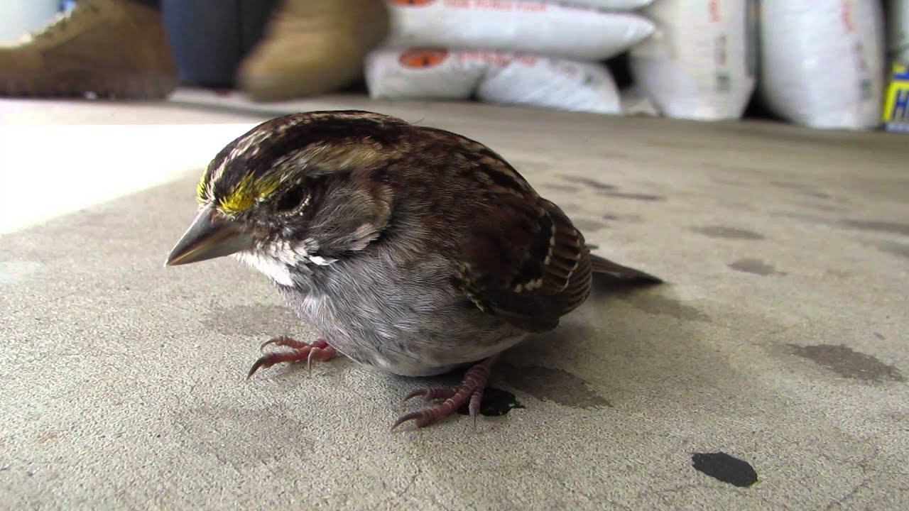 Stunned Sparrow - YouTube