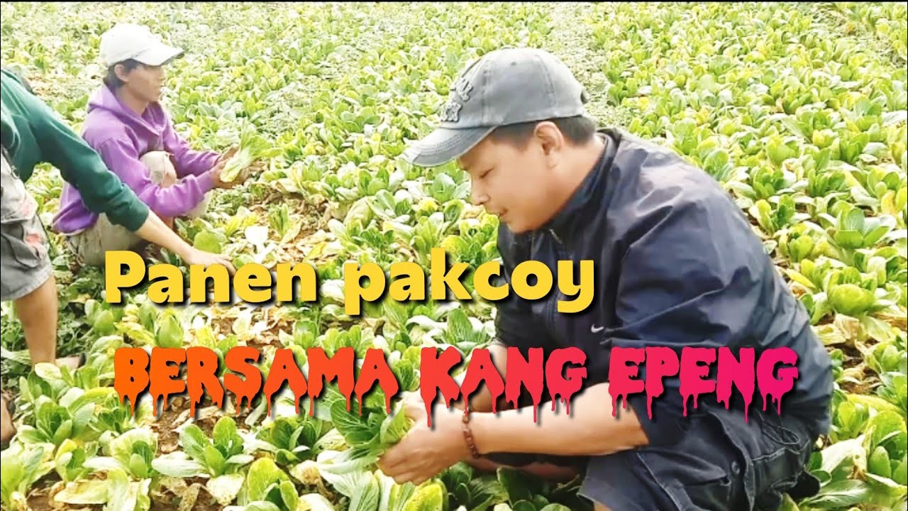 Panen pakcoy bersama kan epeng - YouTube