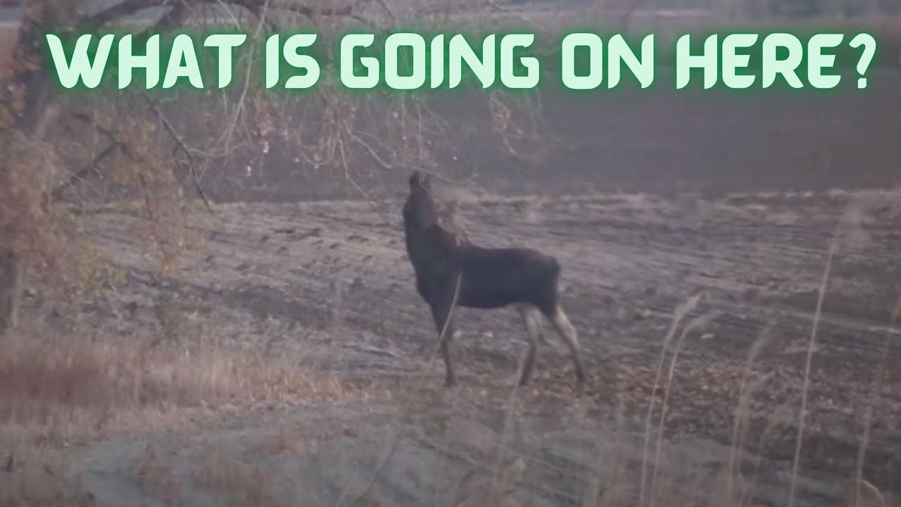 Bull Moose at whitetail deer scrape - YouTube