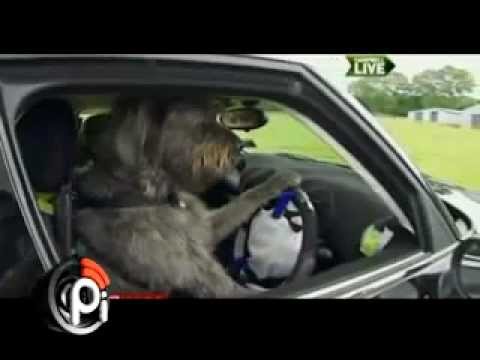 Monty: el perro que conduce vehículos.- - YouTube