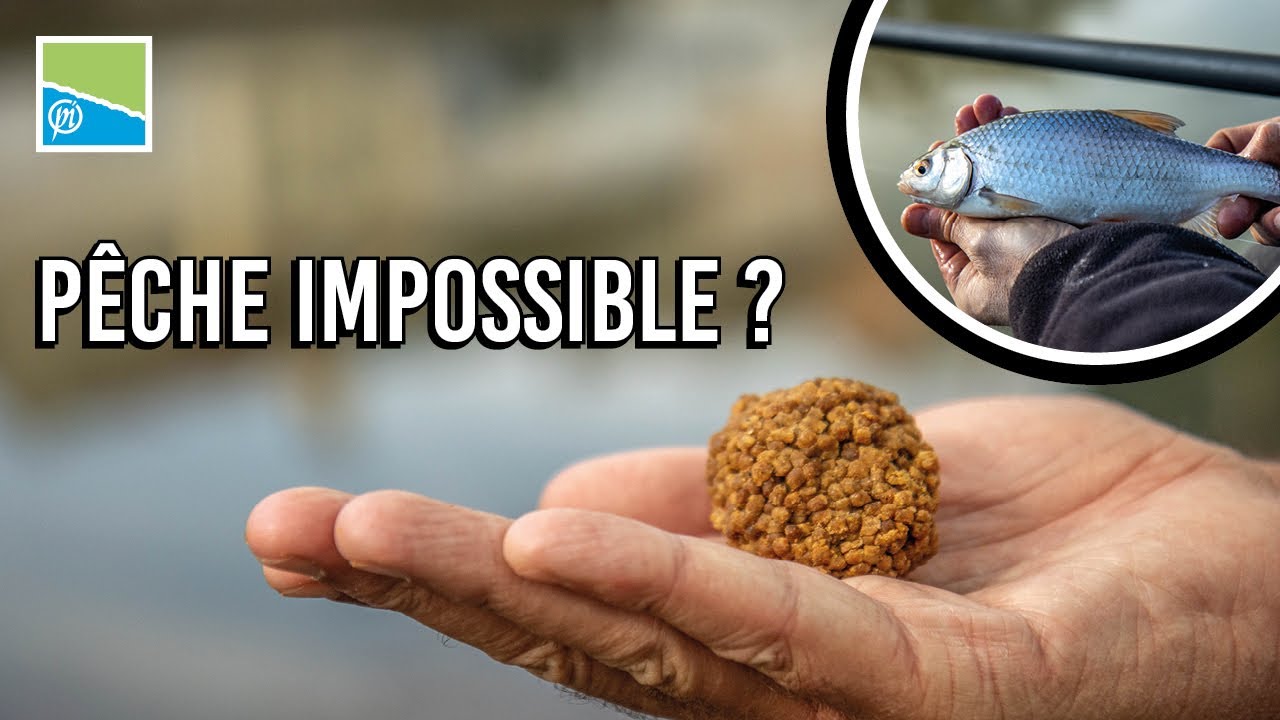 GARDONS AU PELLET : PÊCHE IMPOSSIBLE OU COUP DE GÉNIE ? La folle ...