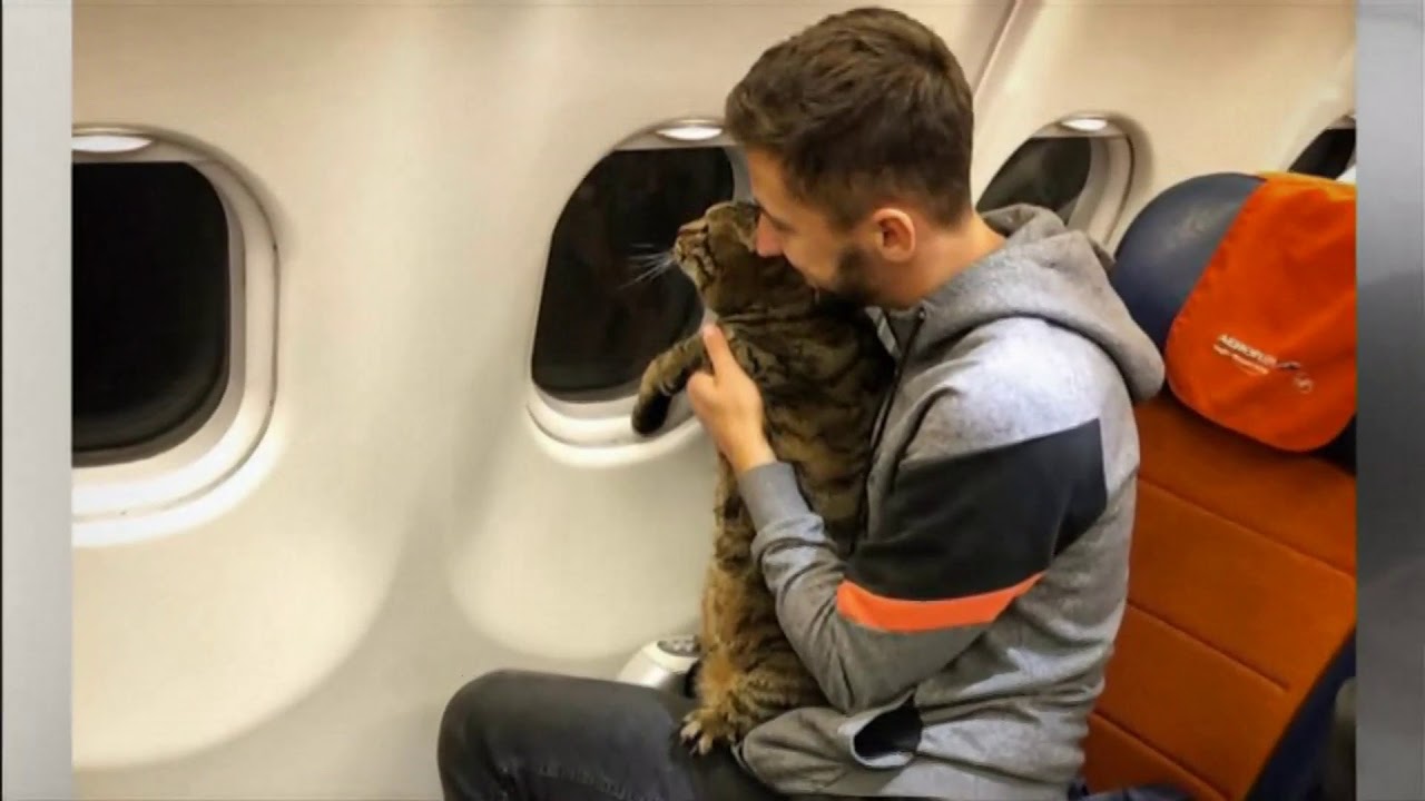 Aeroflot: 'Fat cat smuggler' falls foul of Russian airline - ITV News ...