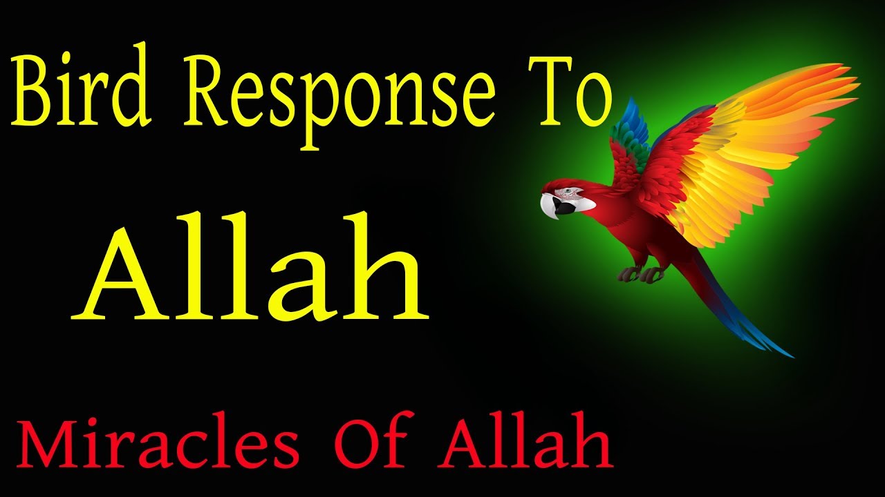 Miracles Of Allah,Bird Reacts To Quran..Allah Ki Qudrat - YouTube
