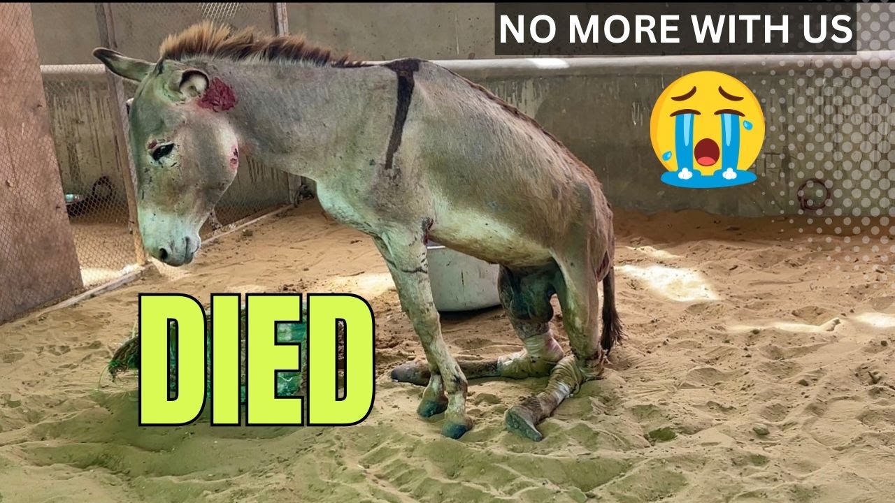Sad news Tortured Donkey DIED 😢 Camel Leg cut latest Update - YouTube
