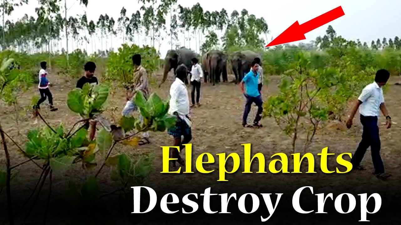 Elephants Destroy Corn Crop In AP | Funny Viral Videos - YouTube