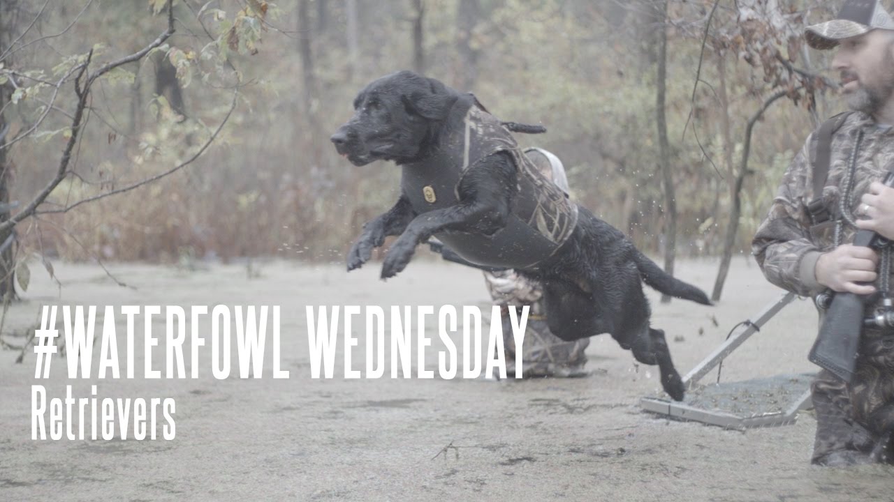 Waterfowl Wednesday: Waterfowl Hunting Retrievers - YouTube