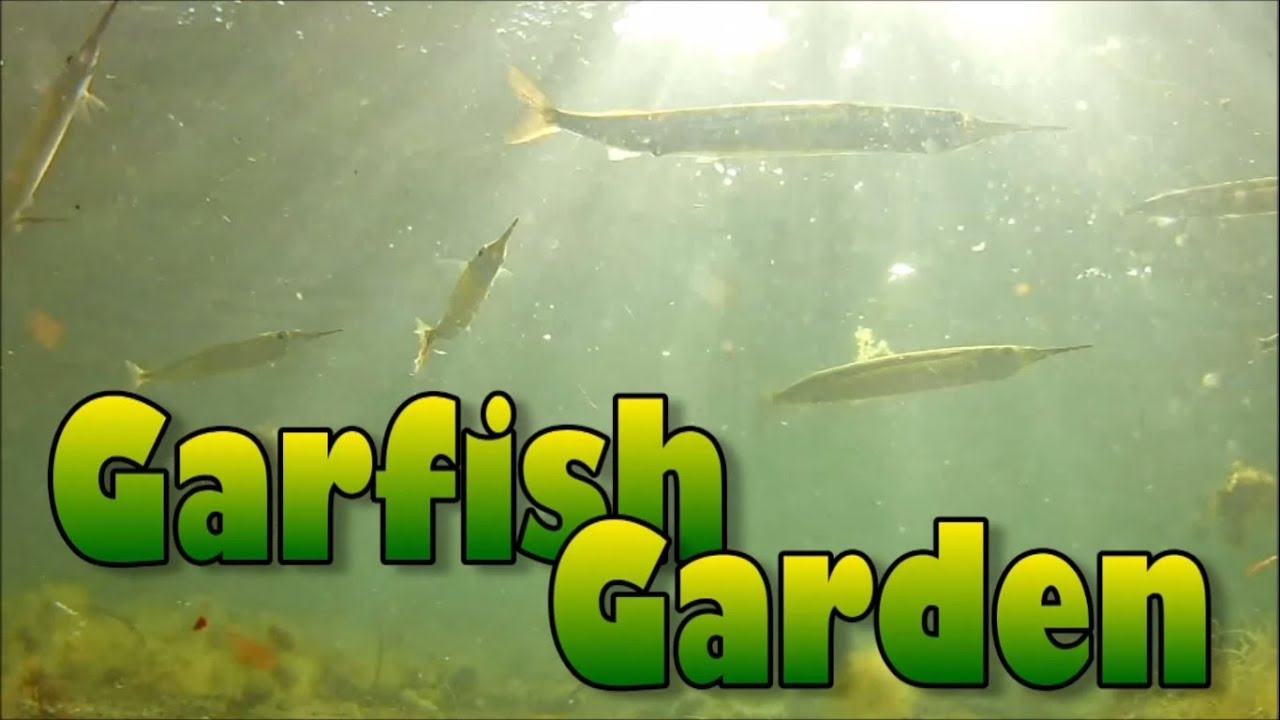 Garfish Garden of Point Riley South Australia - YouTube