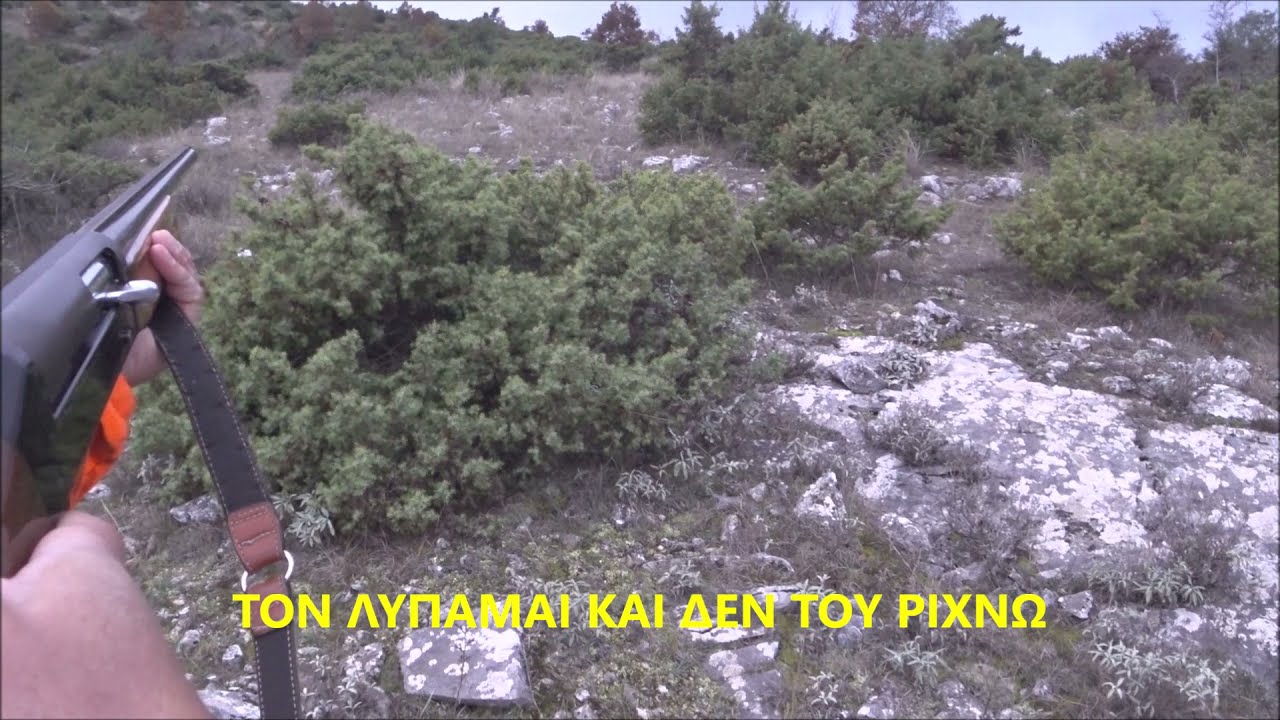 10 11 2021 ΚΥΝΗΓΙ ΛΑΓΟΥ DABI ΘΕΑΜΑΤΙΚΟ ΞΕΦΩΛΙΑΣΜΑ - YouTube