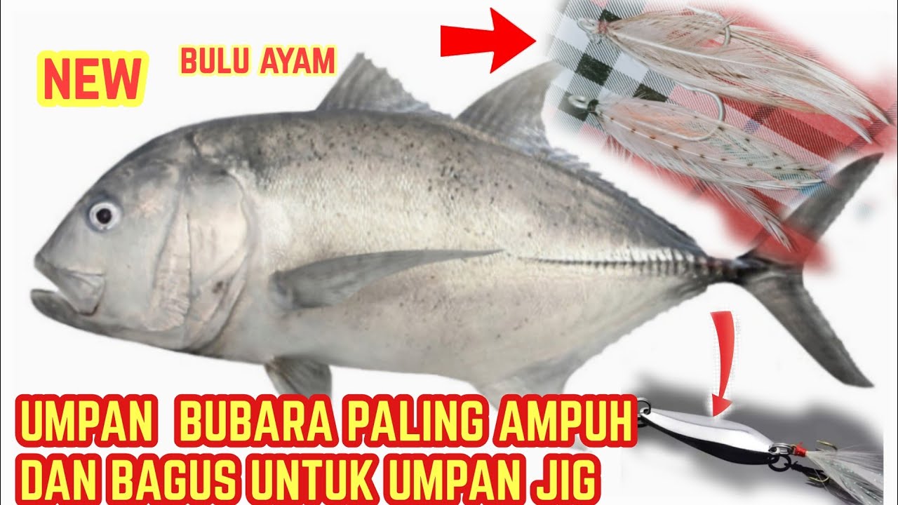 CARA MEMBUAT UMPAN IKAN BUBARA PALING AMPUH. BAGUS UNTUK UMPAN JIG FOR ...