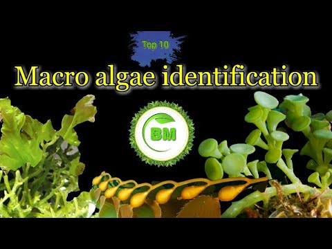 Algae identification || Macroalgae || Common algae #plants #botany # ...
