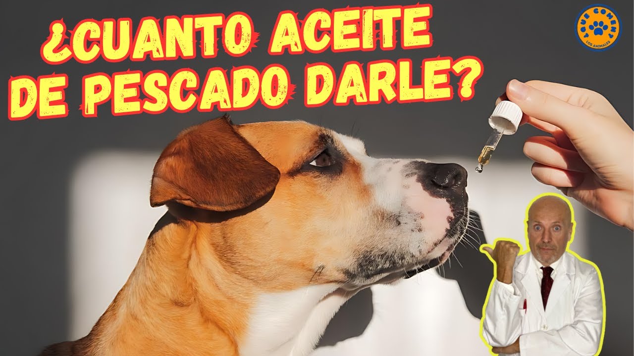 🐠 ACEITE DE PESCADO PARA PERROS DOSIS Y PARA QUE SIRVE 🐠 - YouTube