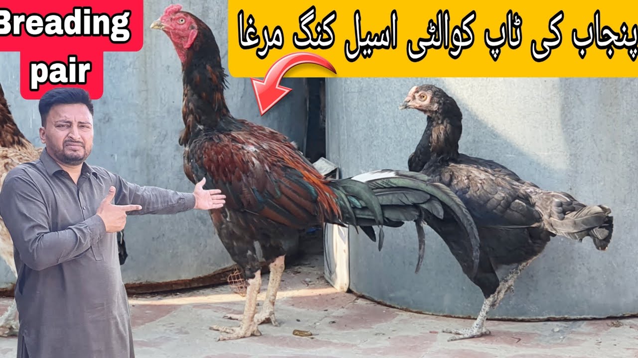 Top Quality king Murga || Aseel Murga and murgi Breading wala pathora - YouTube