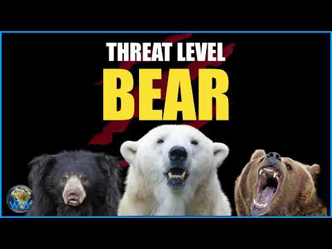 All 8 Species of Bear Ranked by How Dangerous They Are