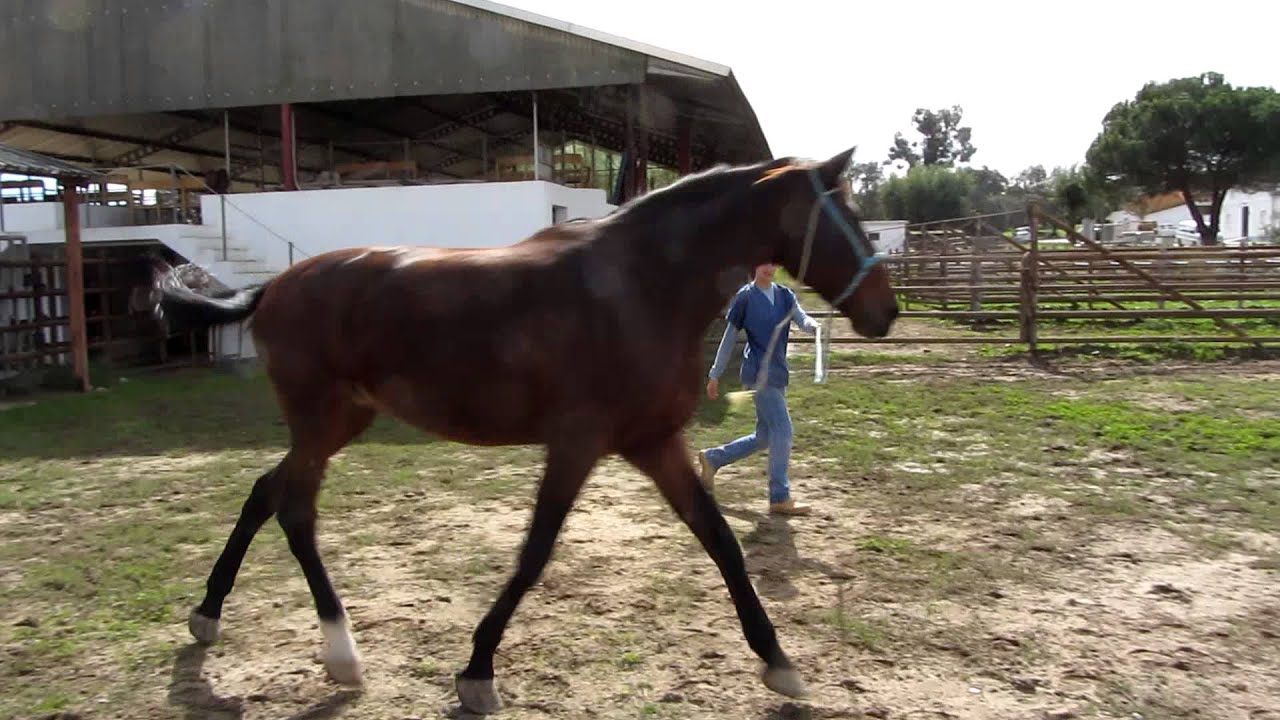 Claudicação 23/10/2012 - YouTube