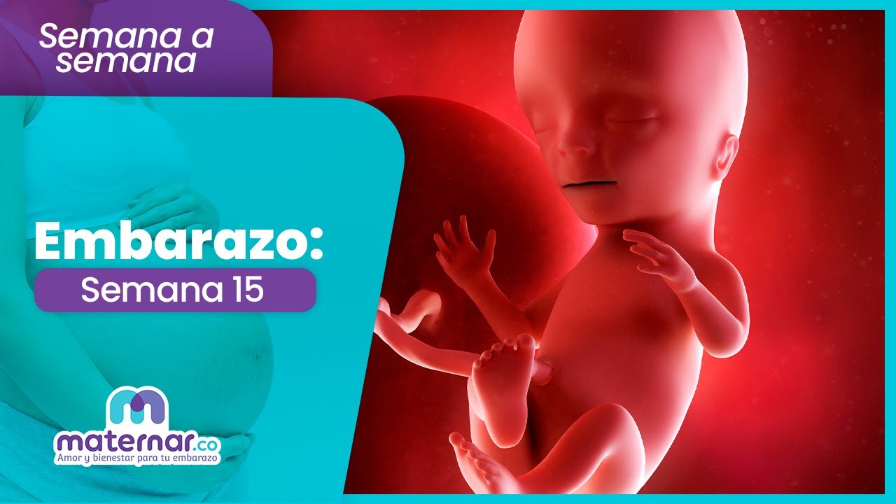 Semana 15 de embarazo: ¿Qué cambios habrá en ti y tu bebé? | Maternar ...