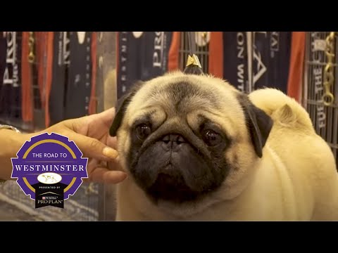 Road to Westminster (RTW): Best of Breed Minute Pug