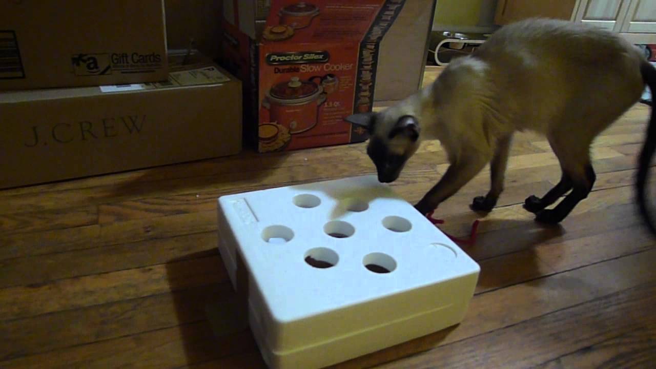 Siamese Plays With Makeshift hidey cat Toy YouTube siamese-plays-with-makeshift-hidey-cat-toy-youtube