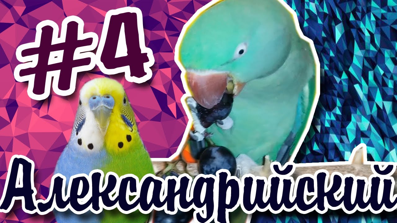 #4 ВСЕ О ПОПУГАЯХ! БОЛЕЗНИ ПОПУГАЕВ! КАК ВЫГУЛИВАТЬ ПОПУГАЕВ МУСОР И ...