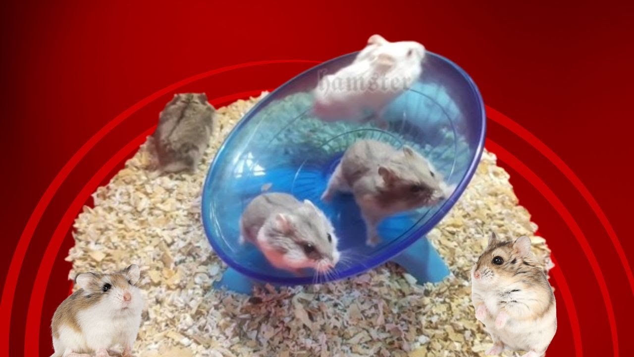 hamster running on wheel funny | hamster running wheel | hamster ...