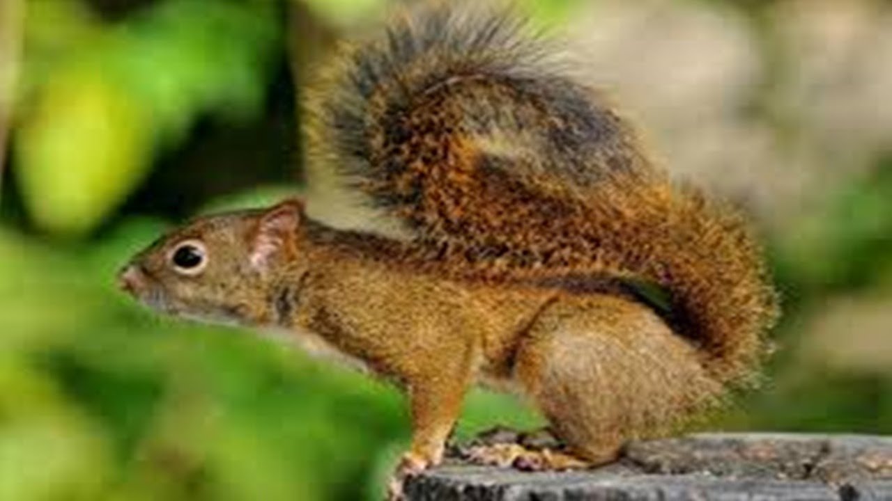 ESQUILO BRASILEIRO - YouTube