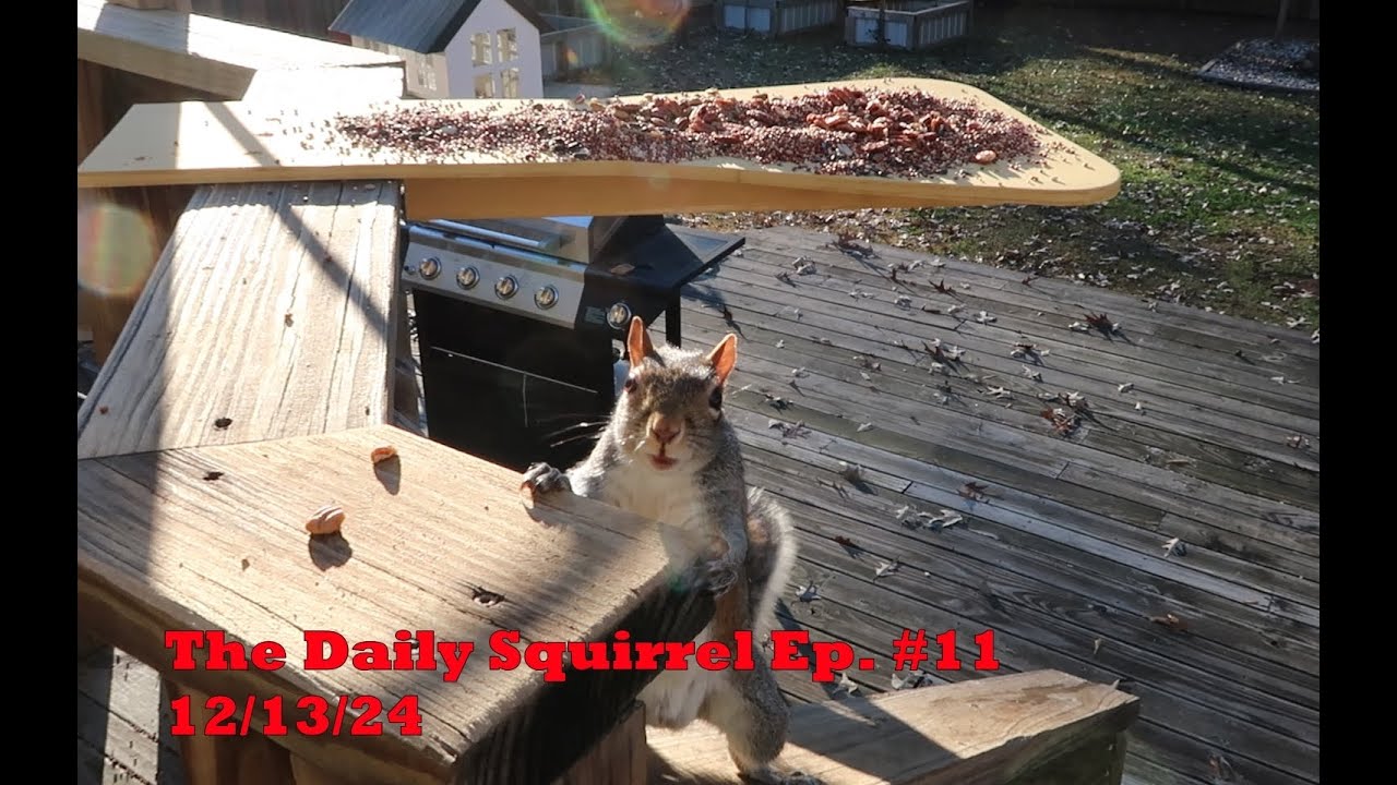 The Daily Squirrel Ep. #10 12/13/24 - YouTube